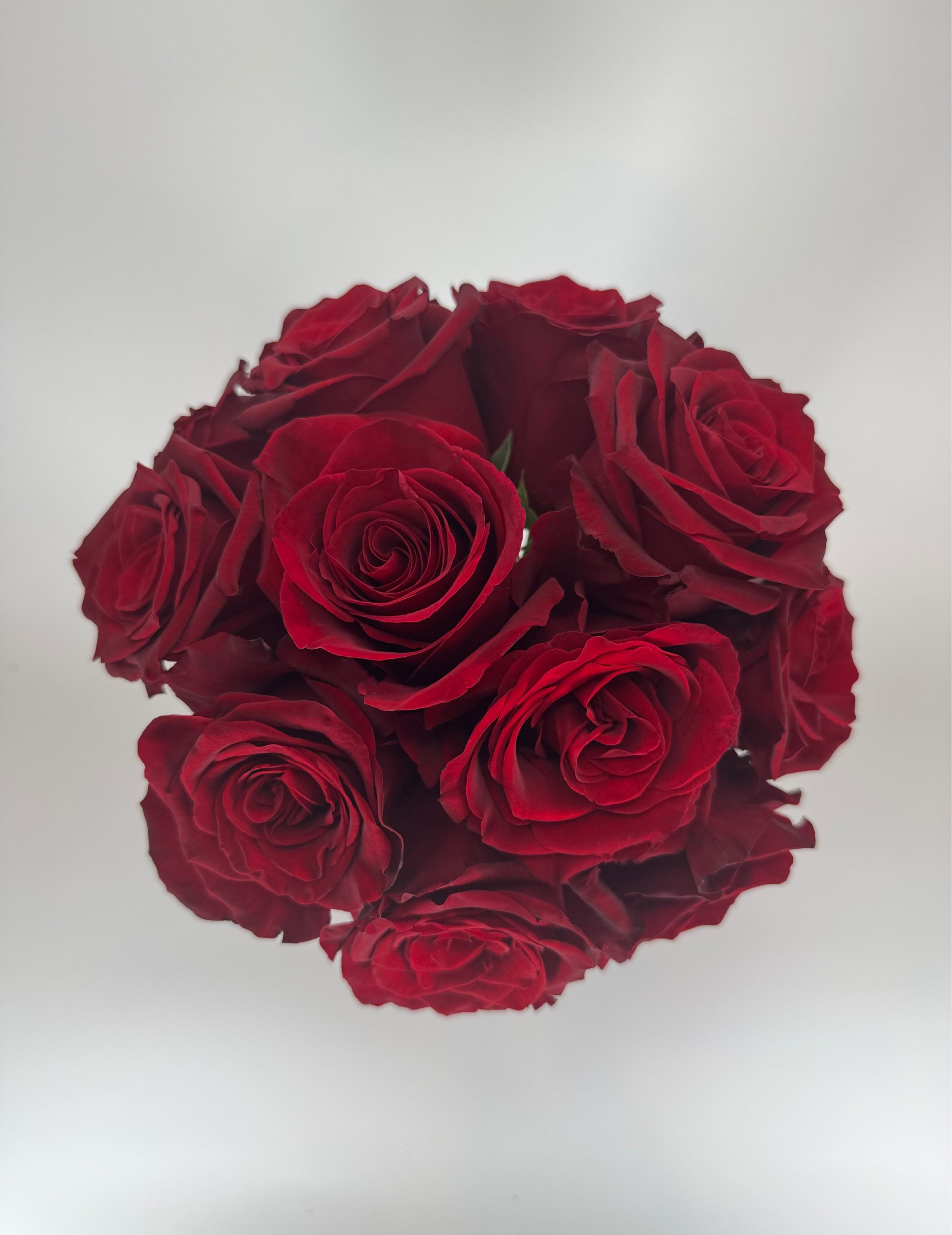 Explorer Red Rose – The Flower Hype