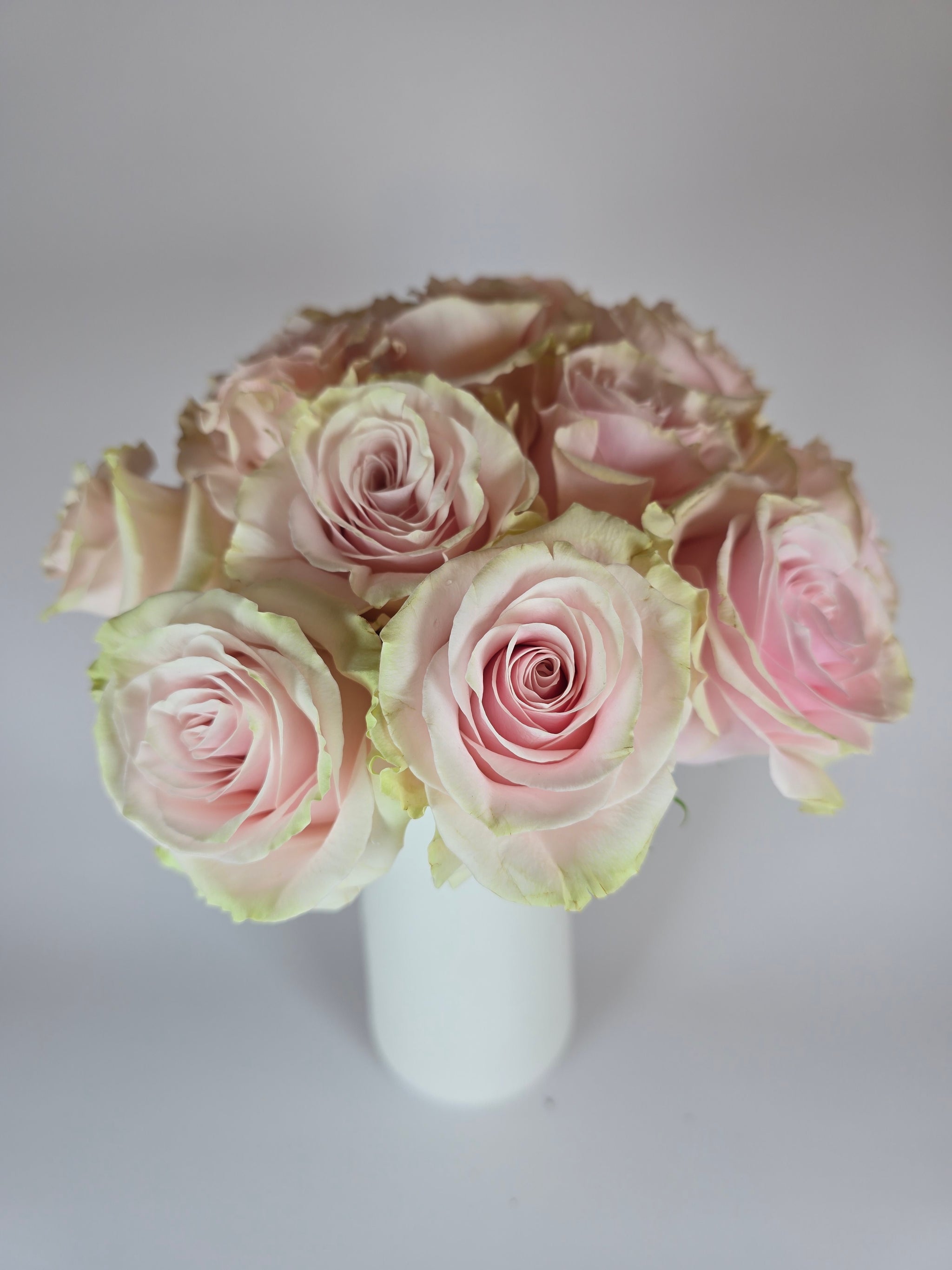 Pink Mondial Rose – The Flower Hype