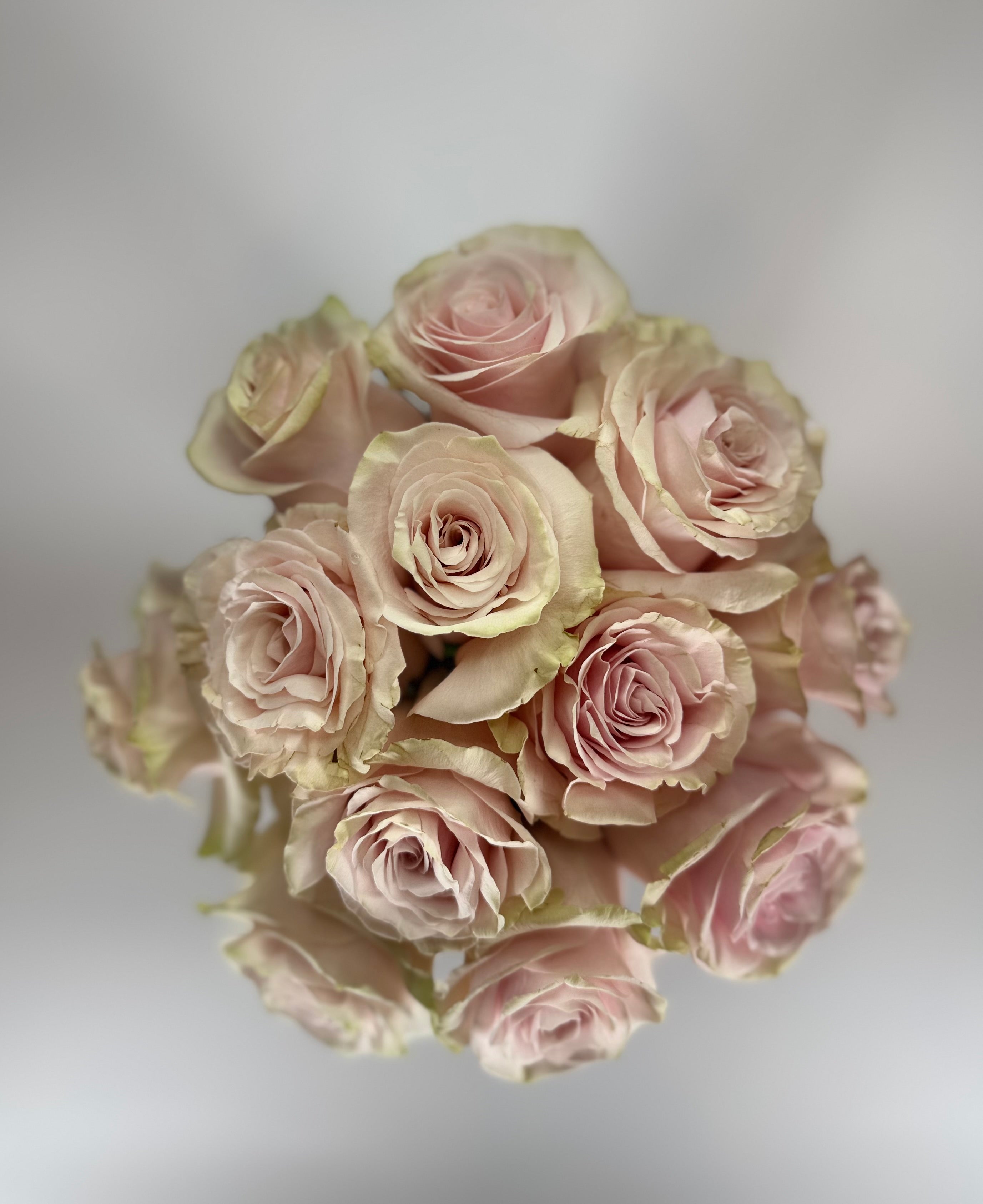 Pink Mondial Rose – The Flower Hype