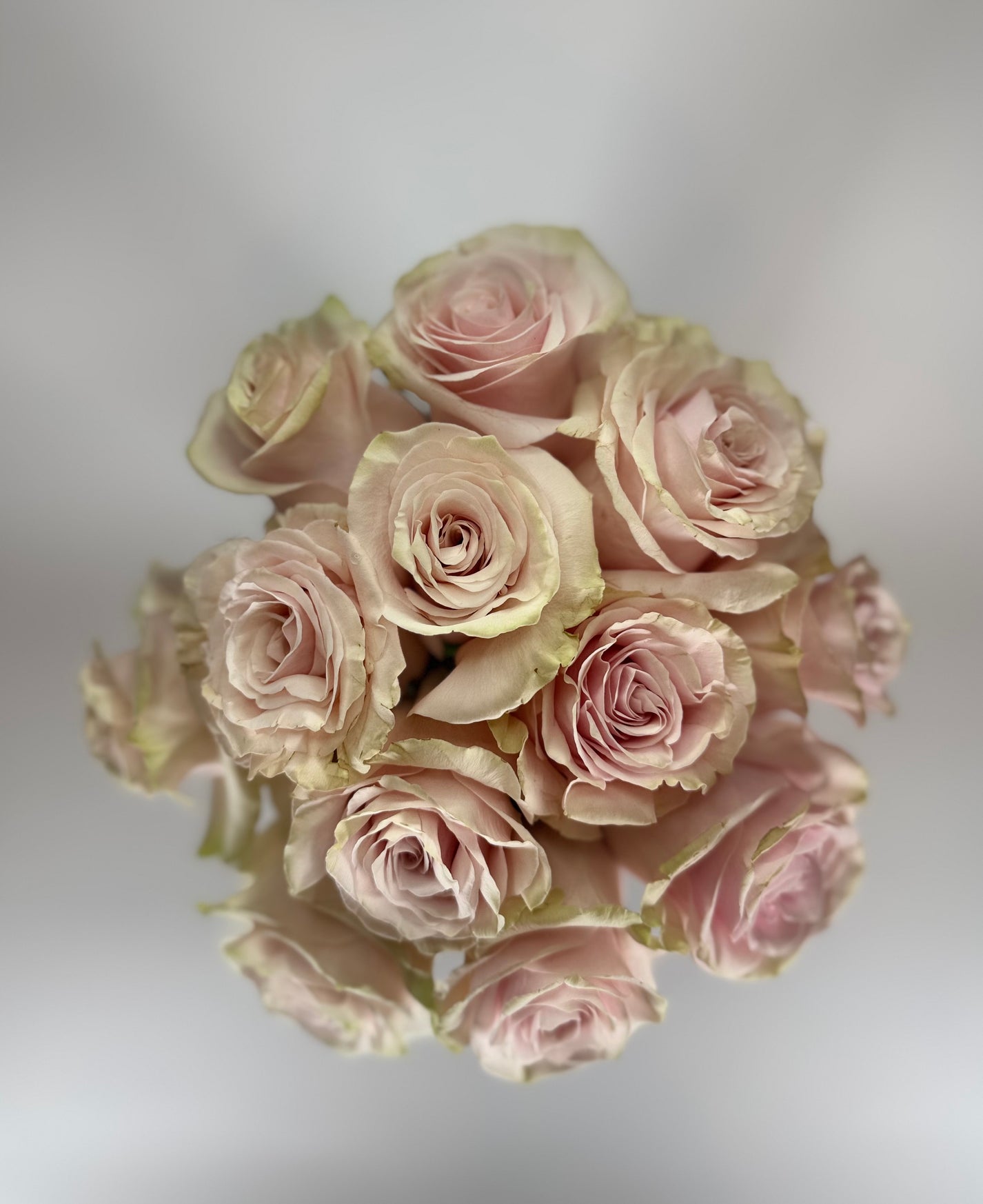Pink Mondial Rose – The Flower Hype