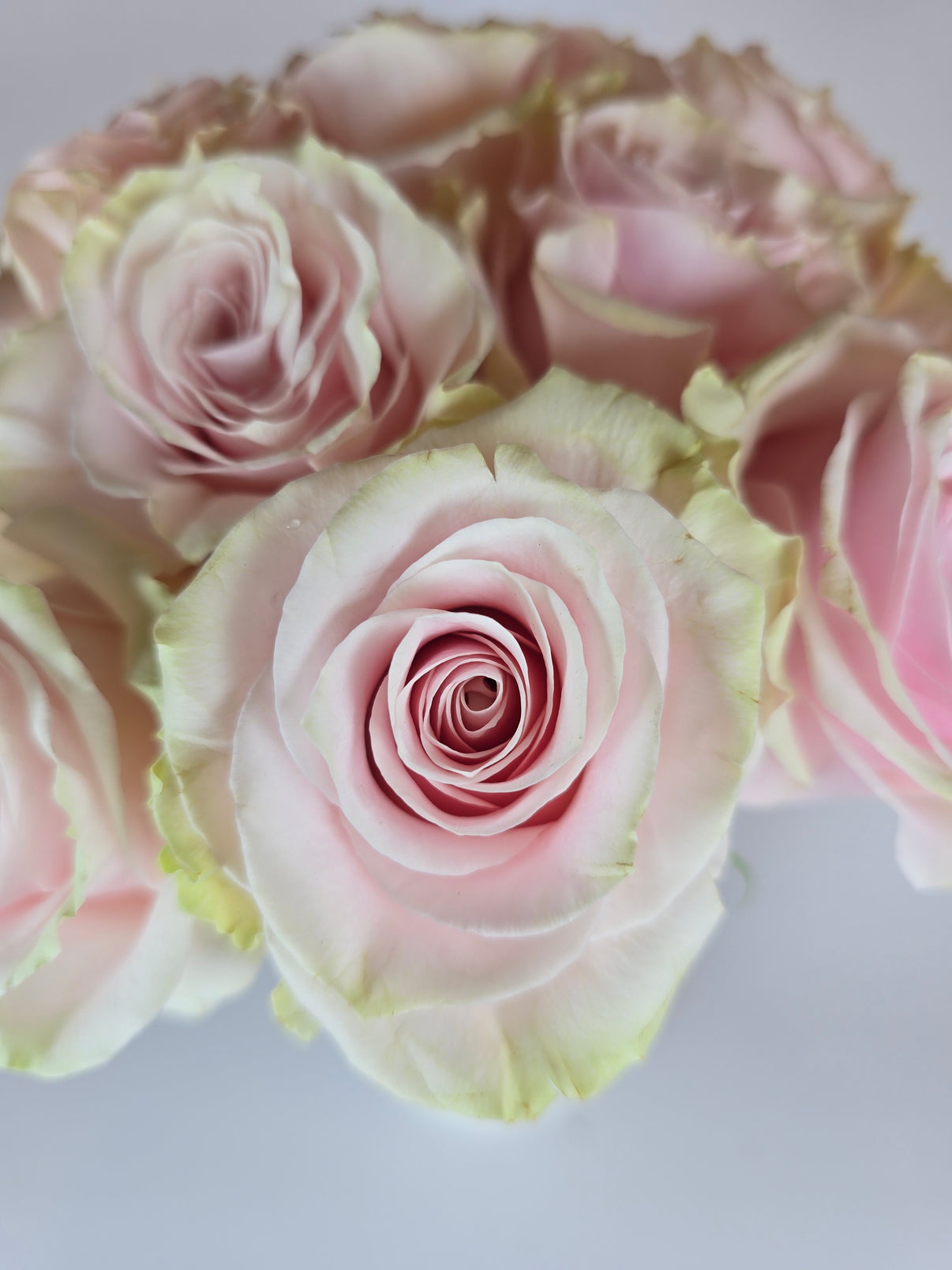 Pink Mondial Rose – The Flower Hype