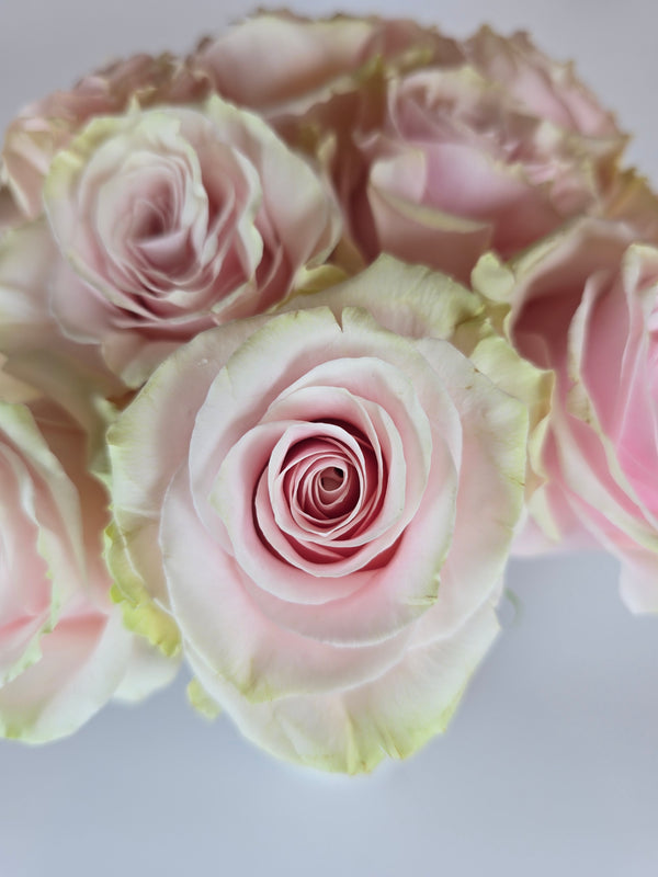Pink Mondial Rose – The Flower Hype