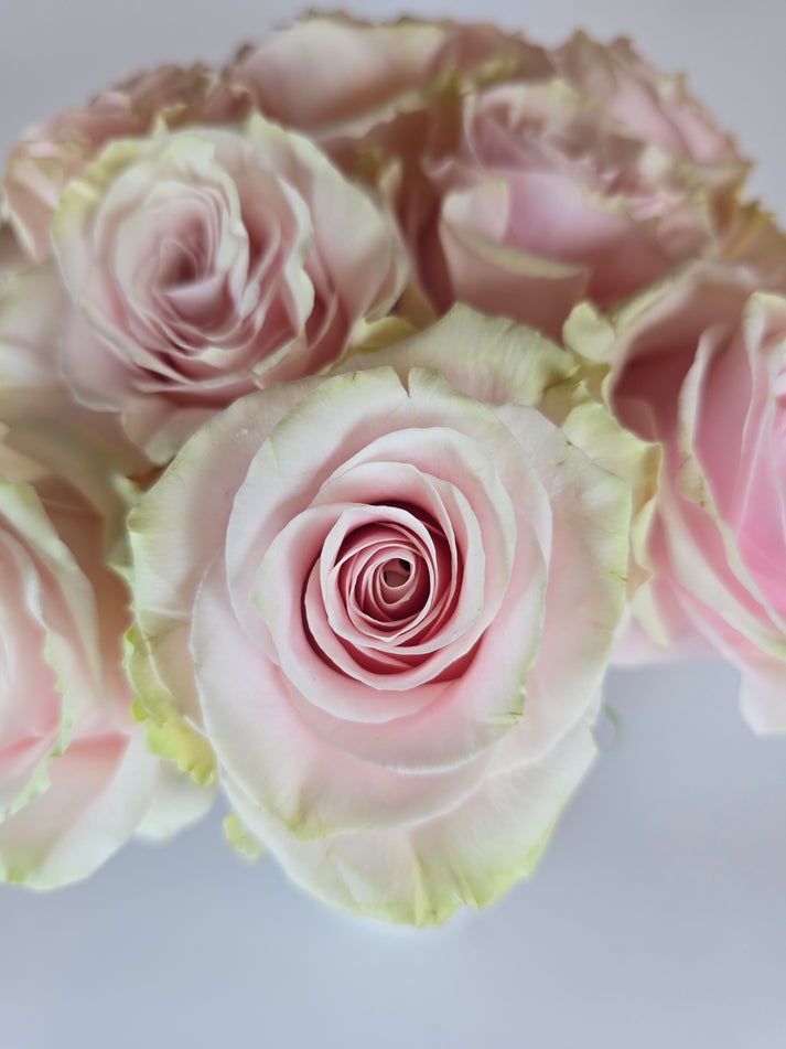 Pink Mondial Rose – The Flower Hype