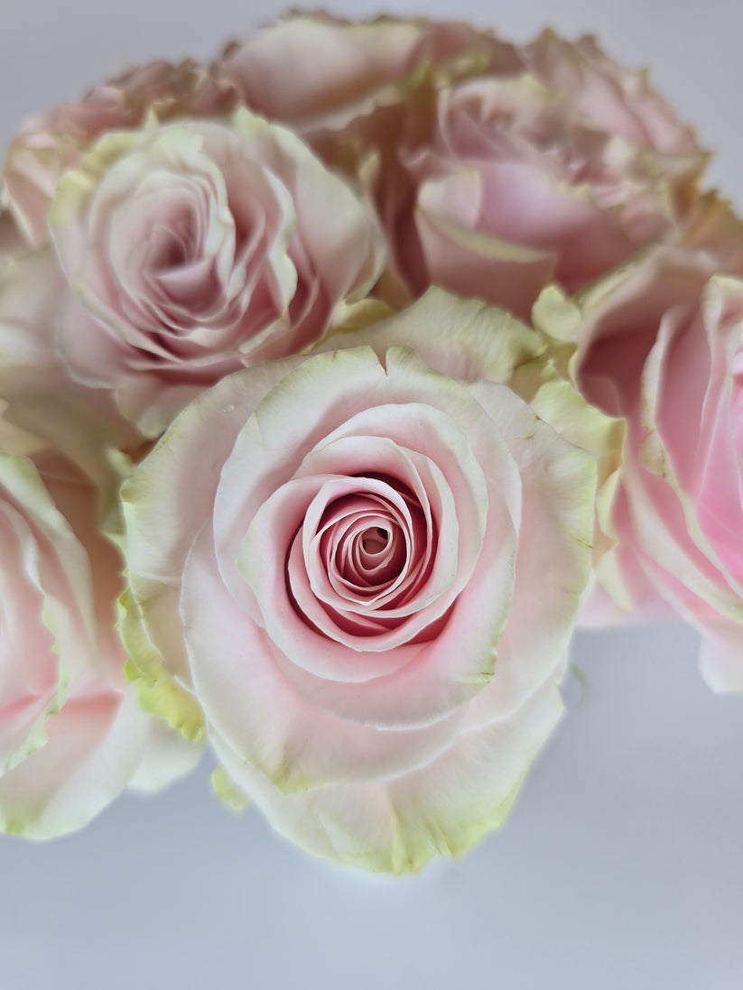 Pink Mondial Rose – The Flower Hype